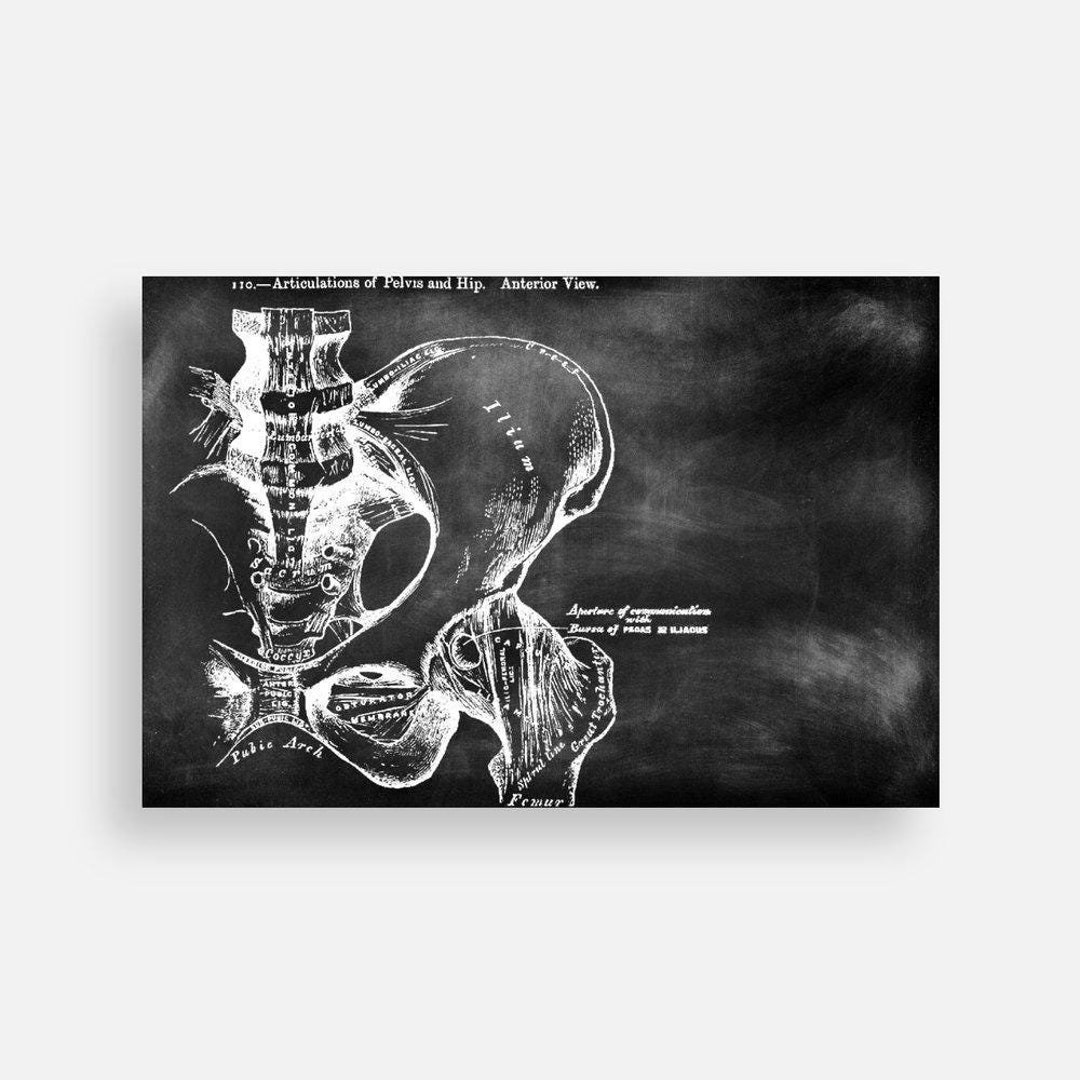 Pelvis-hip Collection - Etsy