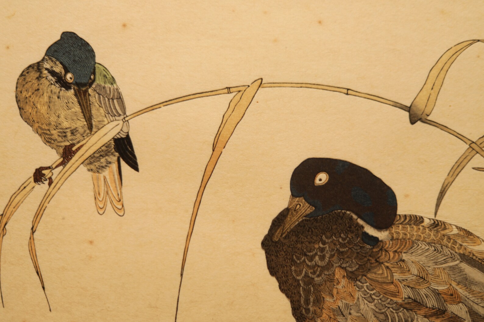 Japanese Vintage Art of Birds Kingfisher Duck and Kanji - Etsy