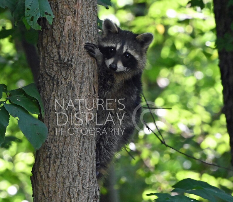 Baby Raccoon in a Tree Print - Etsy