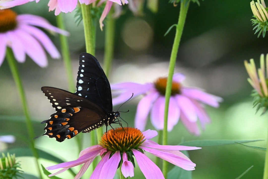 Butterfly on Cone Flower Print - Etsy