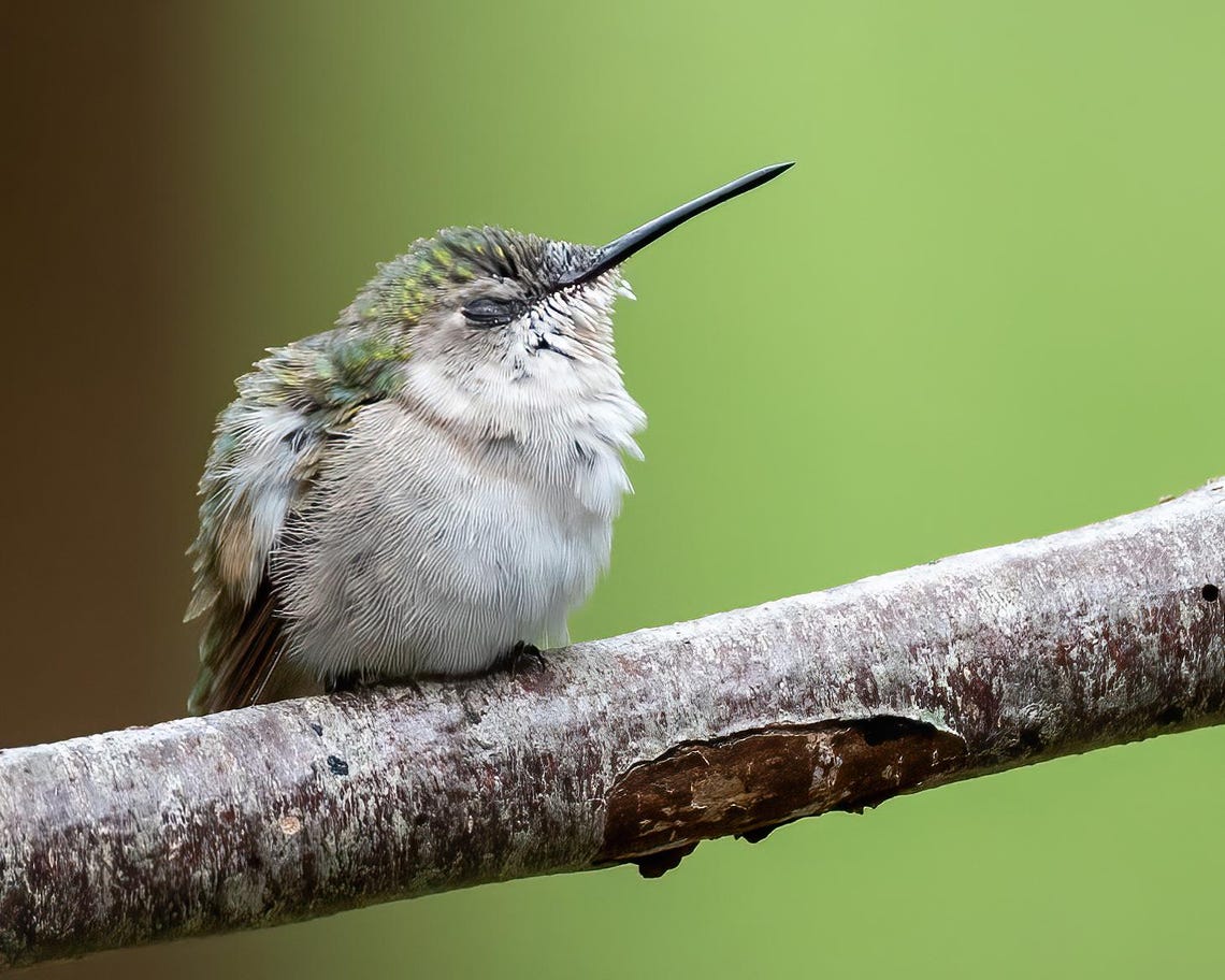 Sleeping Ruby Throated Hummingbird Print - Etsy