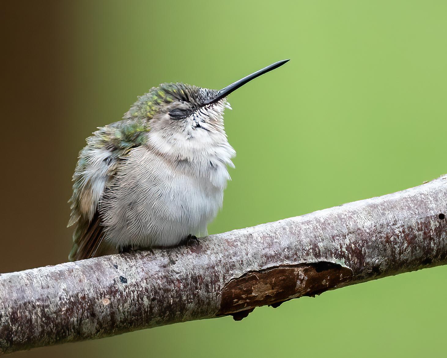 Sleeping Ruby Throated Hummingbird Print - Etsy
