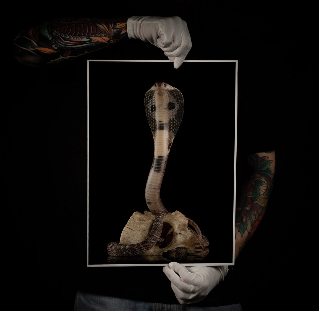 Monocled Cobra Posing on a Partial Human Skull A3 Size - Etsy