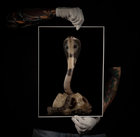 Monocled Cobra Posing on a Partial Human Skull A3 Size | Etsy