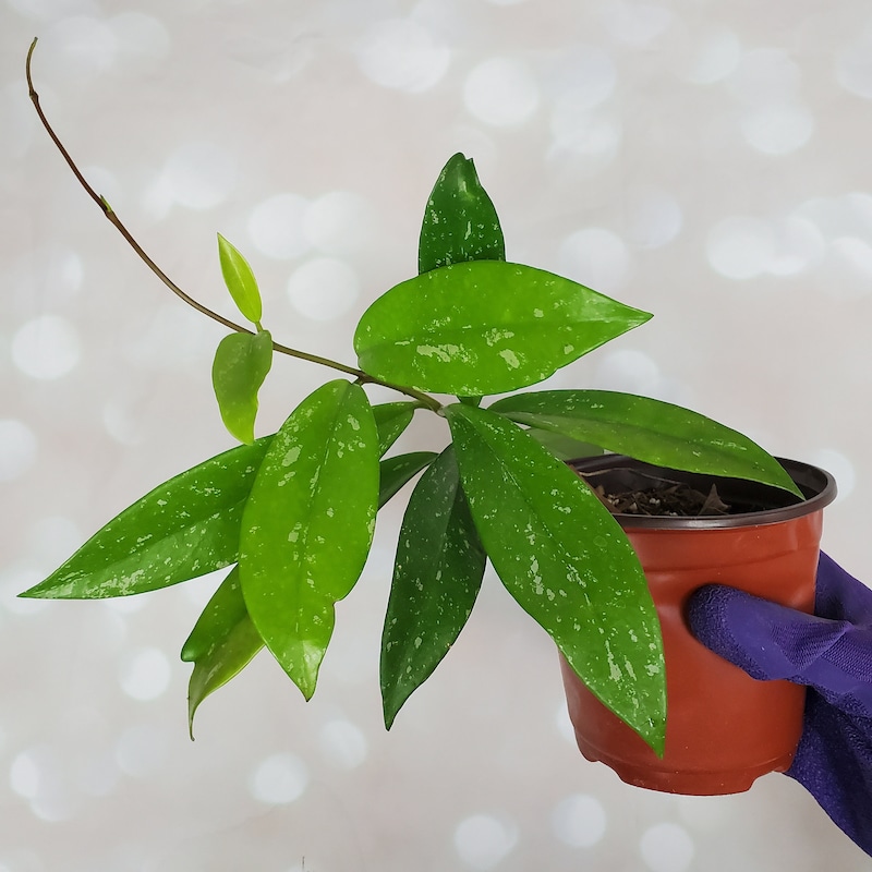 Fishtail Hoya - Etsy