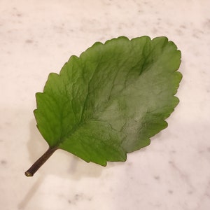 Leaf of Life - Bryophyllum Pinnatum - Kalanchoe Pinnata - Plant LEAVES ...