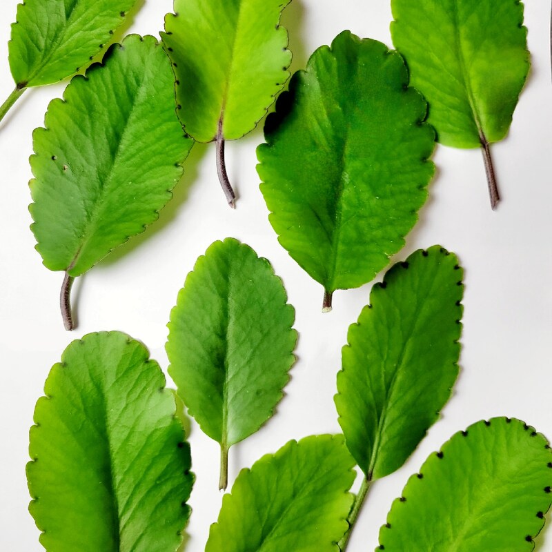 Live Miracle Leaves - Etsy