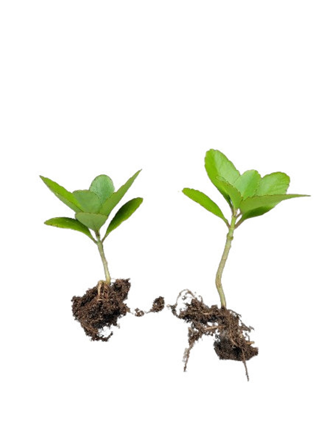 SMALL Leaf of Life Plant Miracle Leaf - Bryophyllum Pinnatum ...