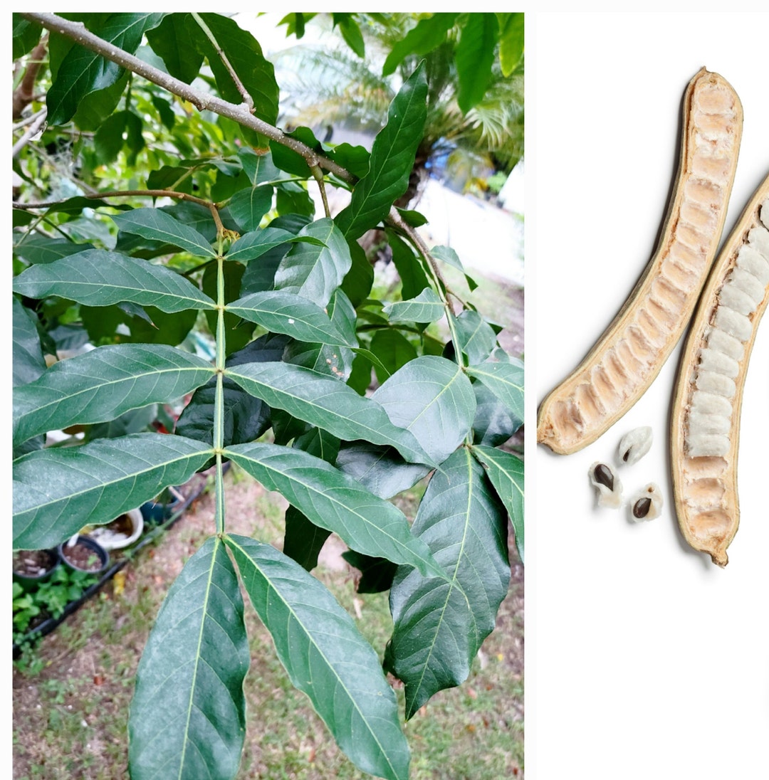 3 Ice Cream Bean Inga Fruit Unrooted Cuttings + Edible Tropical Free ...