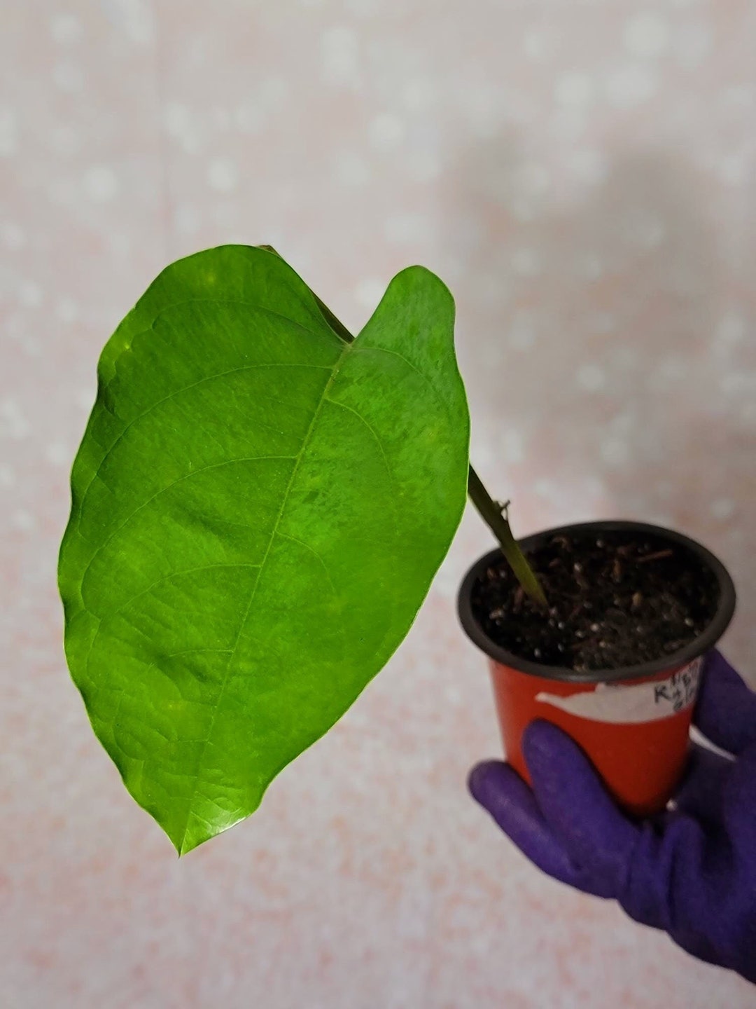 Passiflora Ruby Glow Passiflora / Phoenicea Passion Flower Plant ...