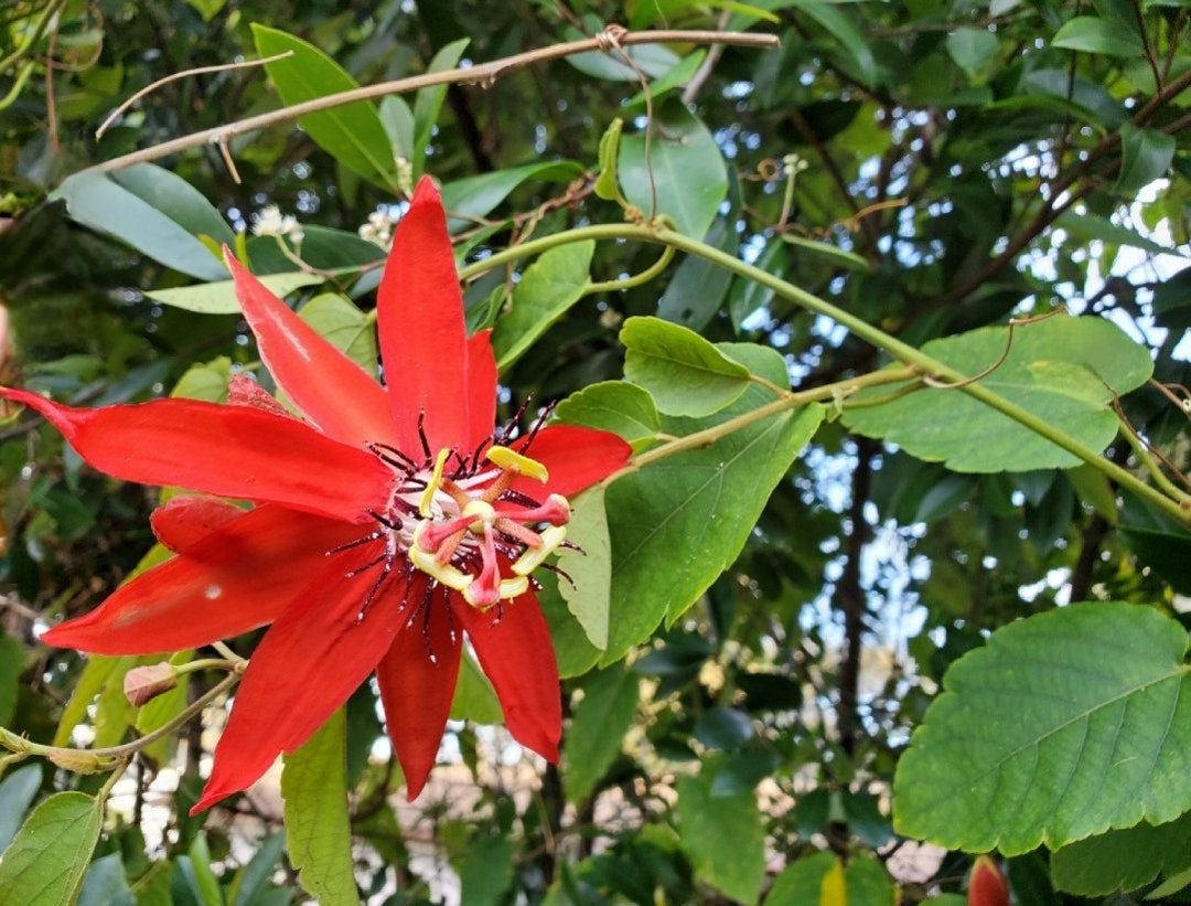 5 Red Passion Flower Passiflora Miniata Formerly P. Coccinea Passion ...