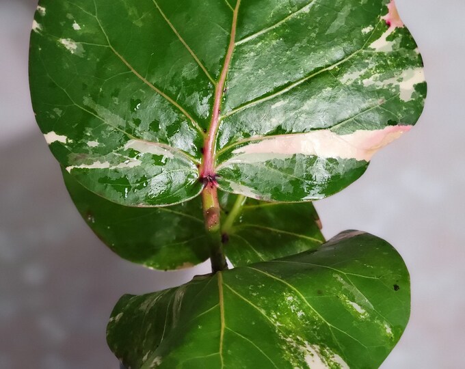 Rare Variegated Seagrape Coccoloba Uvifera Variegata Sea Grape Plant ...