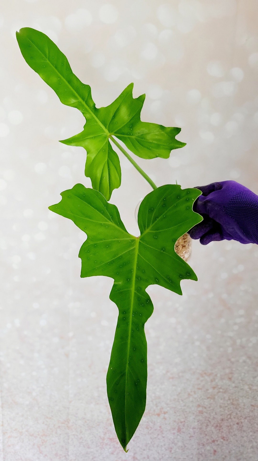 Rare Reverted Variegated Philodendron Golden Dragon Plant Cutting ...