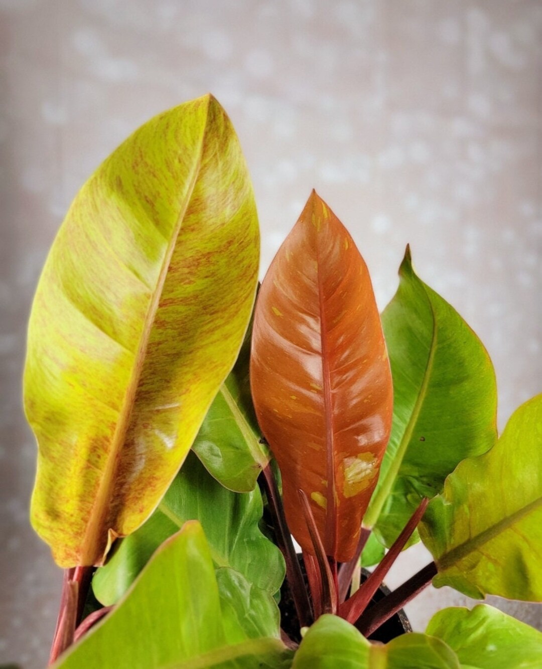 RARE Variegated Prince of Orange "splashy" Variegated Baby Plant ...