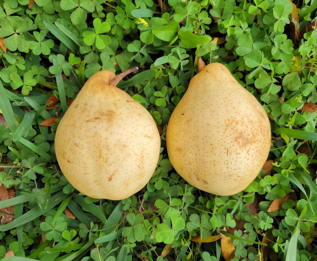 5 Fresh Yali Pear SEEDS 2024 Free Shipping Rare Ya Li Asian Pear Seeds ...