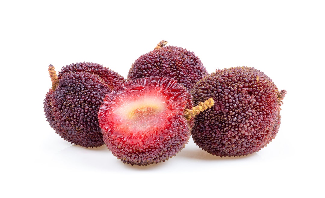 Yangmei 杨梅 Seeds Chinese Bayberry Scarified or Dehulled Your Choice Myrica Rubra - Etsy