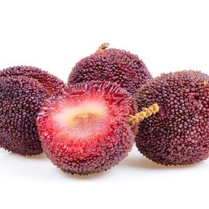 Yangmei 杨梅 Seeds Chinese Bayberry Scarified or Dehulled Your Choice ...