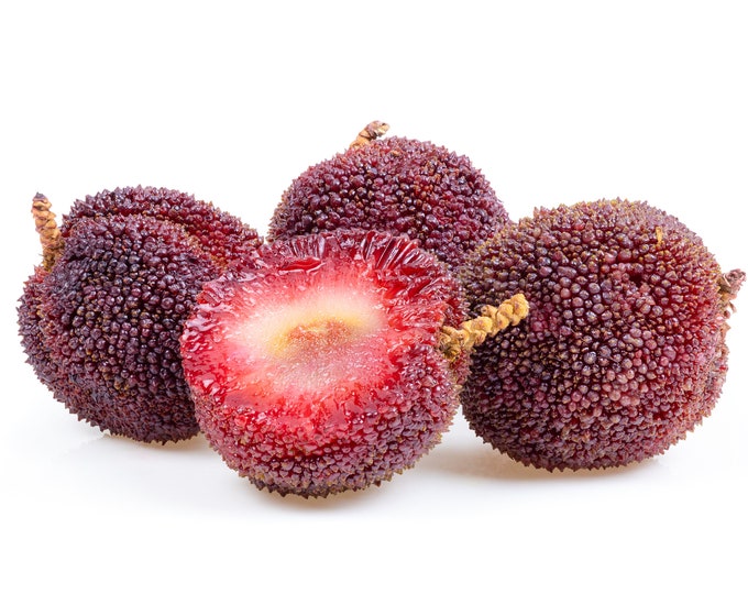 3 Thick Cuttings of Che Seedless Fruit Tree, Dormant, No Roots, No ...