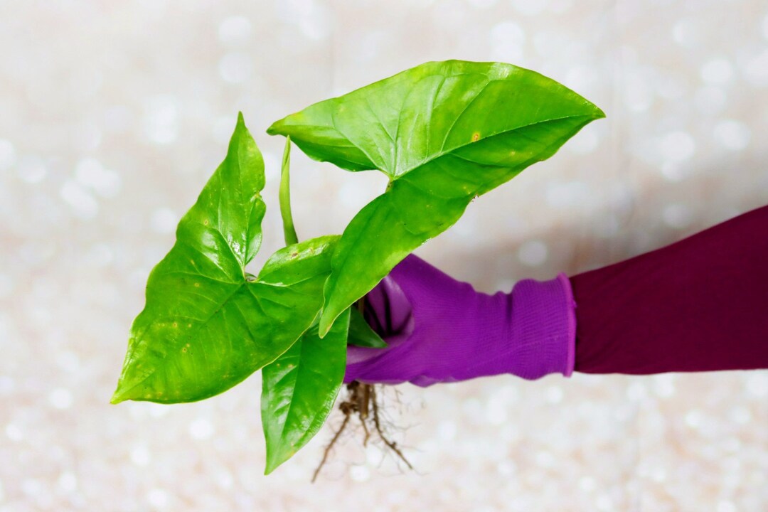 Syngonium Podophyllum Green Arrowhead Plant Rooted Plant Cutting or ...