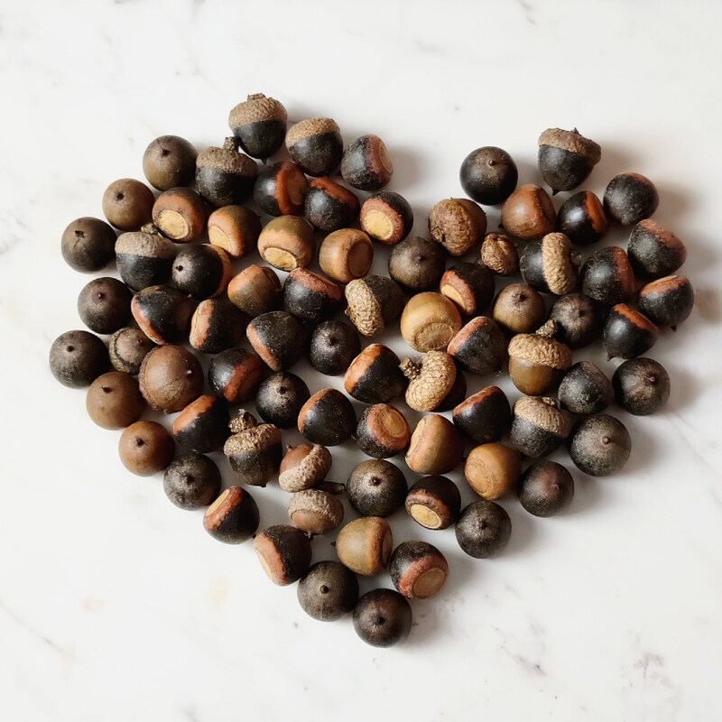 Acorns - Etsy