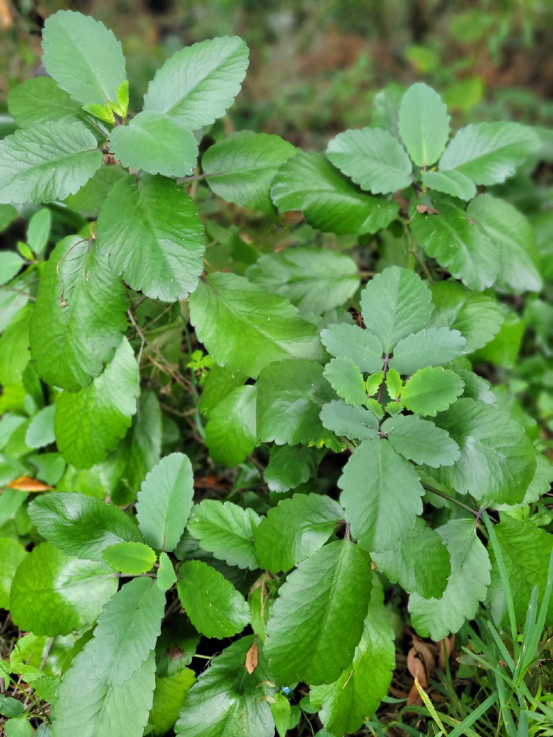 Leaf of Life - Bryophyllum Pinnatum - Kalanchoe Pinnata - Plant LEAVES ...