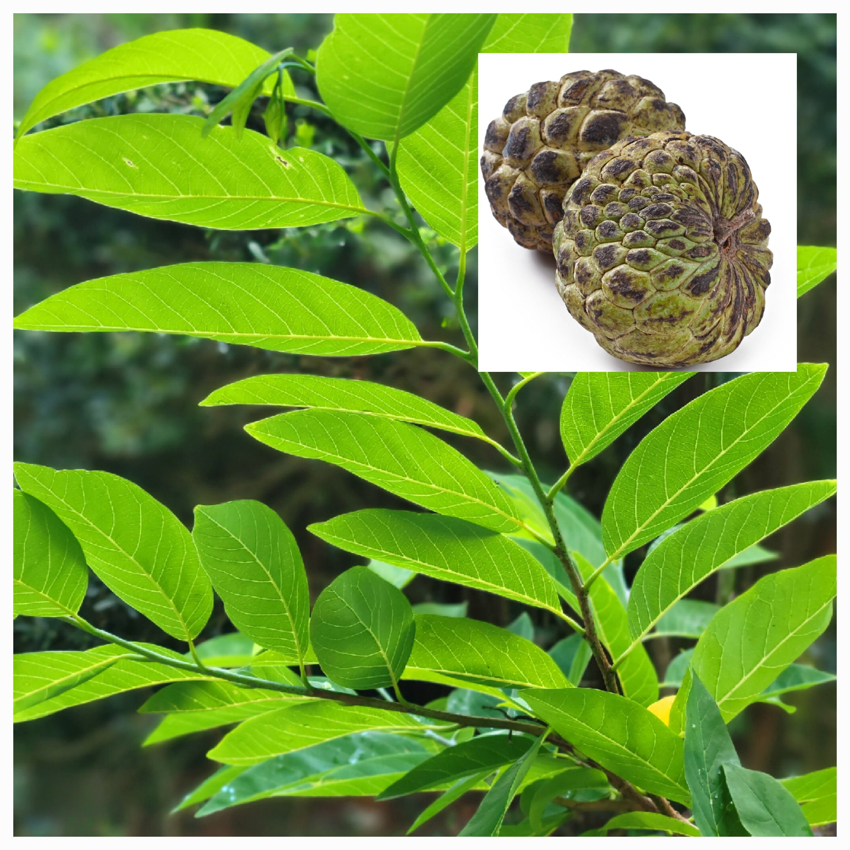 Sugar Apple Tree Leaves