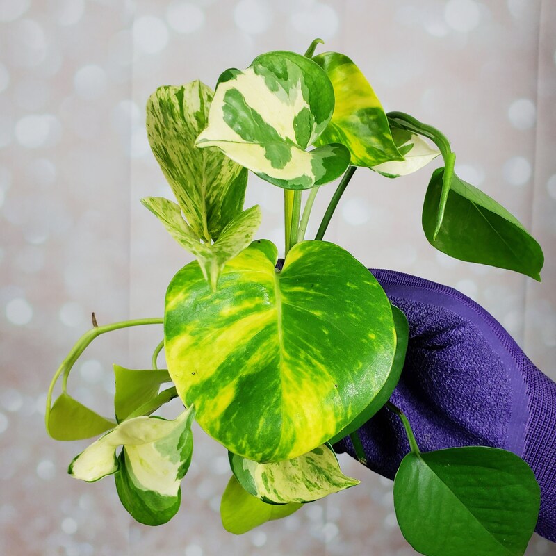 Hawaiian Pothos - Etsy