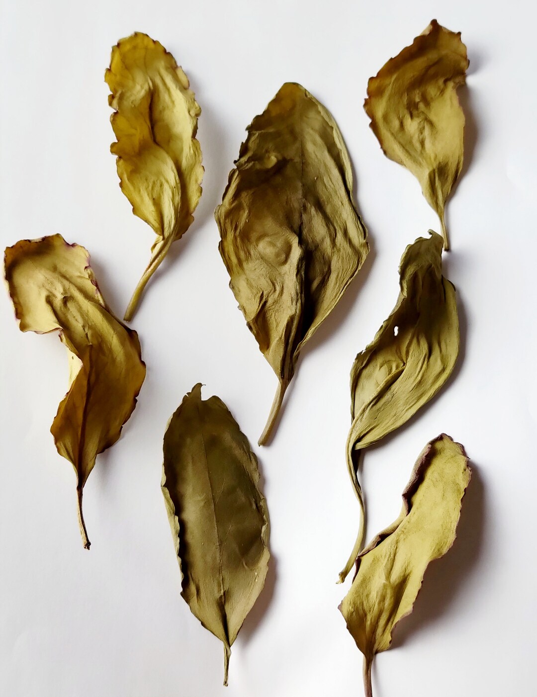 7 + Dry Leaf of Life Leaves Dried Organic Bryophyllum Pinnatum ...
