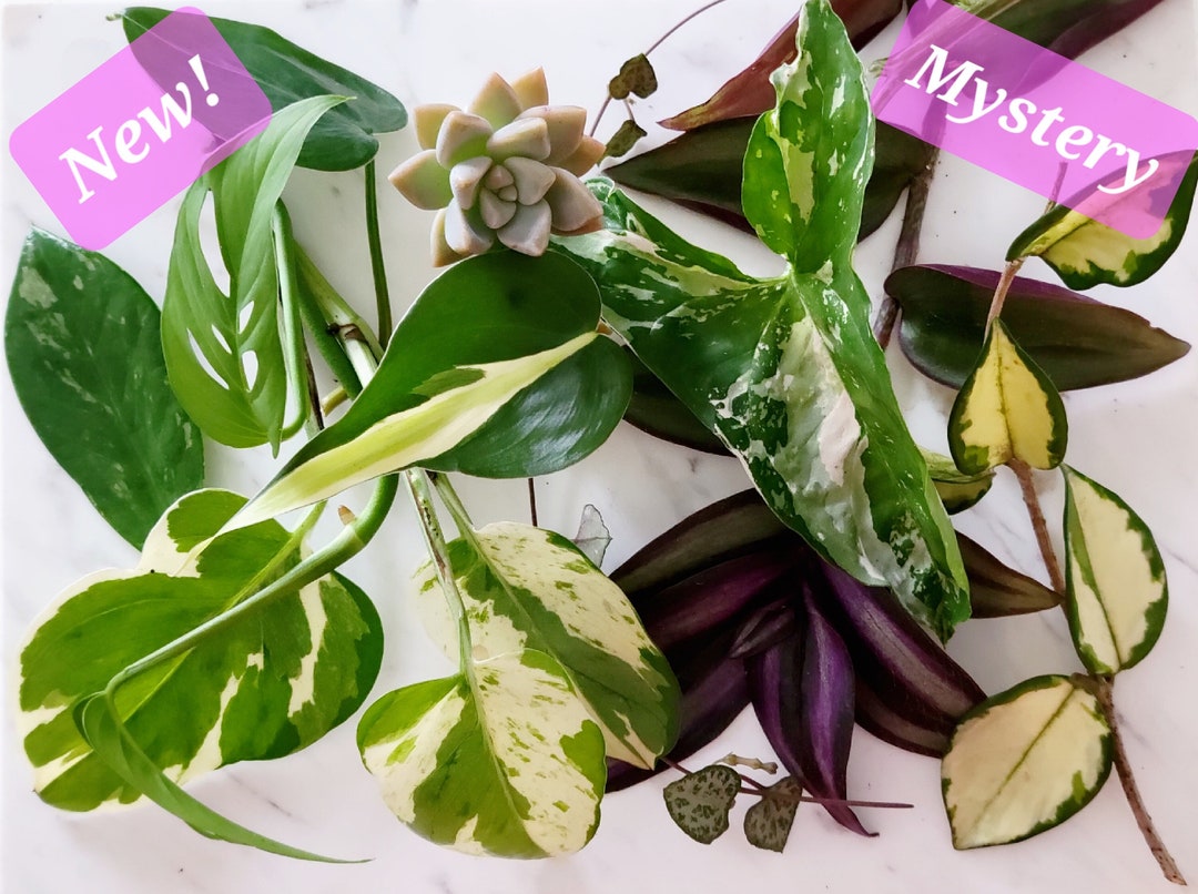 Unlabeled Budget Mystery Box Nodes Cuttings (unrooted) - House Plants ...