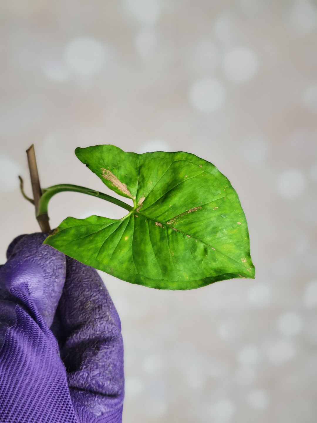 Syngonium Pink Splash / Pink Splash Allusion Variegated Grower's Choice ...