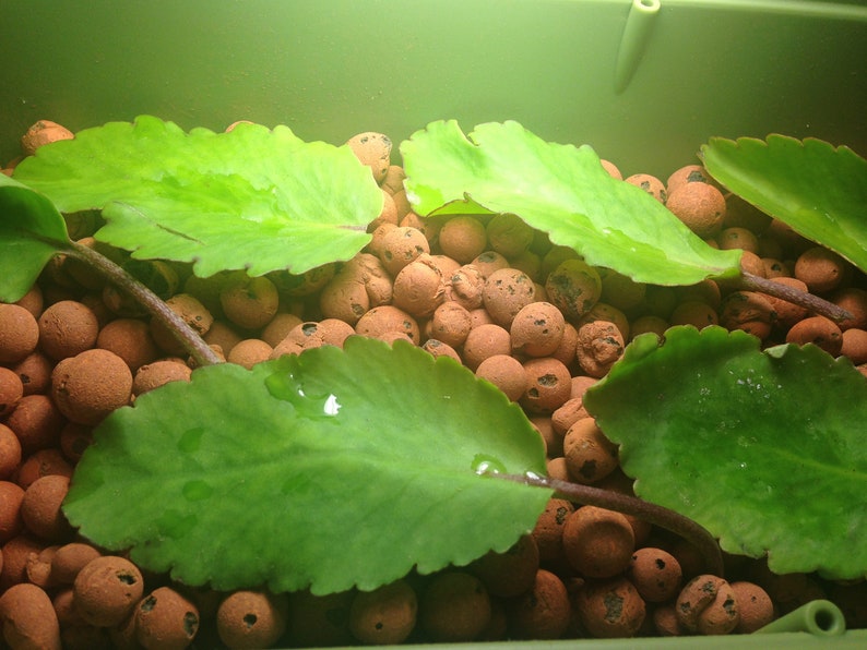Leaf of Life - Bryophyllum Pinnatum - Kalanchoe Pinnata - Plant LEAVES ...