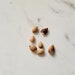Yangmei 杨梅 Seeds Chinese Bayberry Scarified or Dehulled Your Choice ...