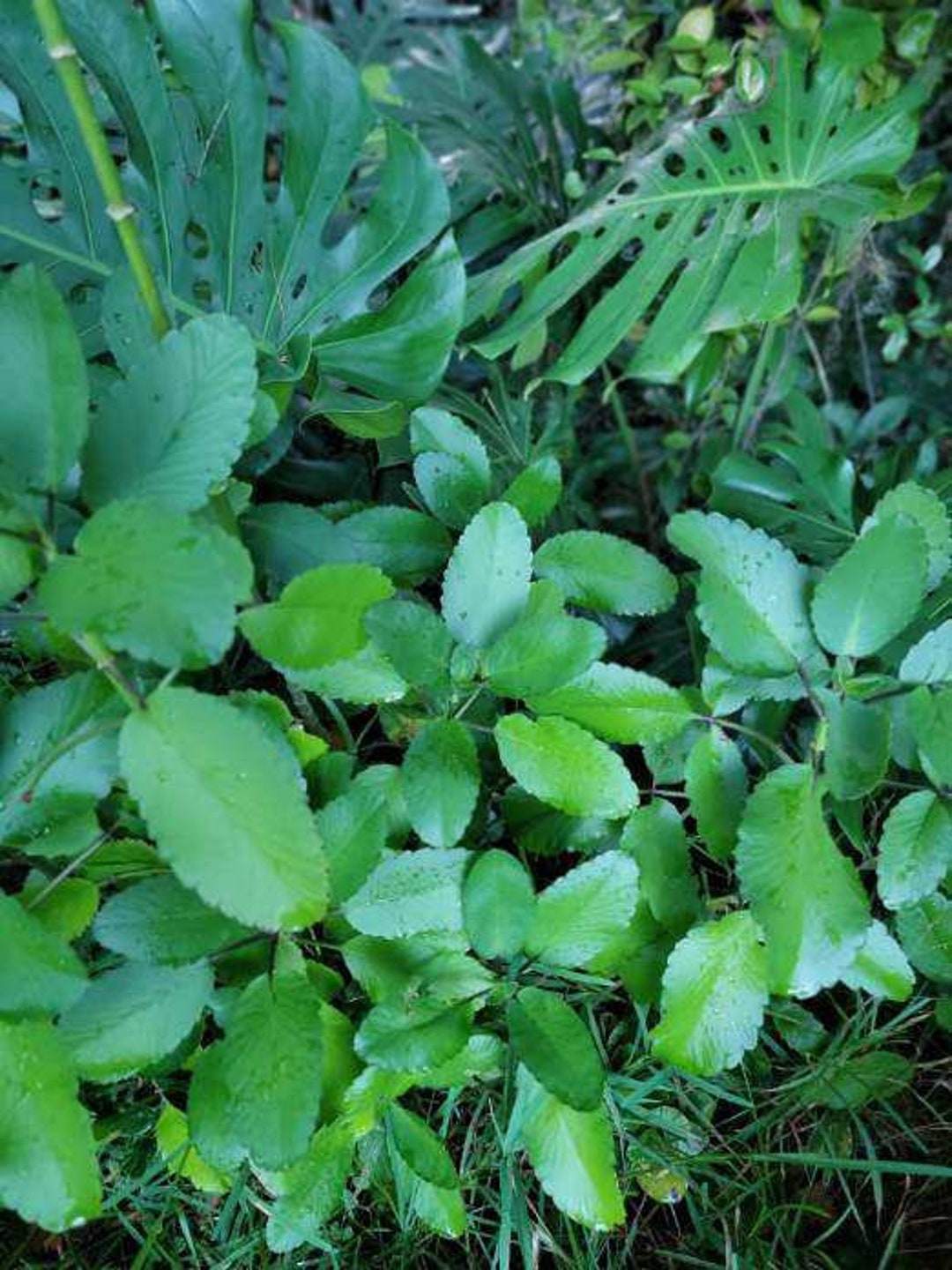 Leaf of Life Plant Rooted or Unrooted - Bryophyllum Pinnatum ...