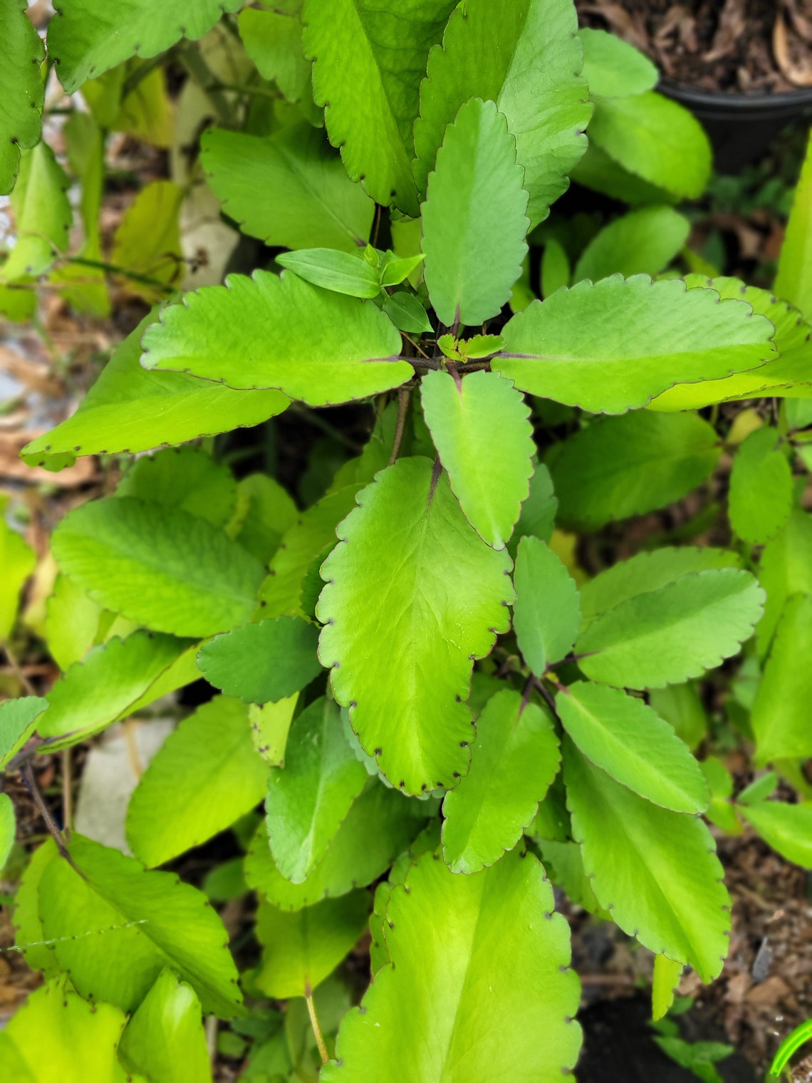 Leaf of Life - Bryophyllum Pinnatum - Kalanchoe Pinnata - Plant LEAVES ...
