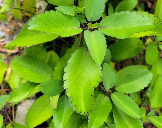 Leaf of Life - Bryophyllum Pinnatum - Kalanchoe Pinnata - Plant LEAVES ...