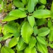 Leaf of Life - Bryophyllum Pinnatum - Kalanchoe Pinnata - Plant LEAVES ...