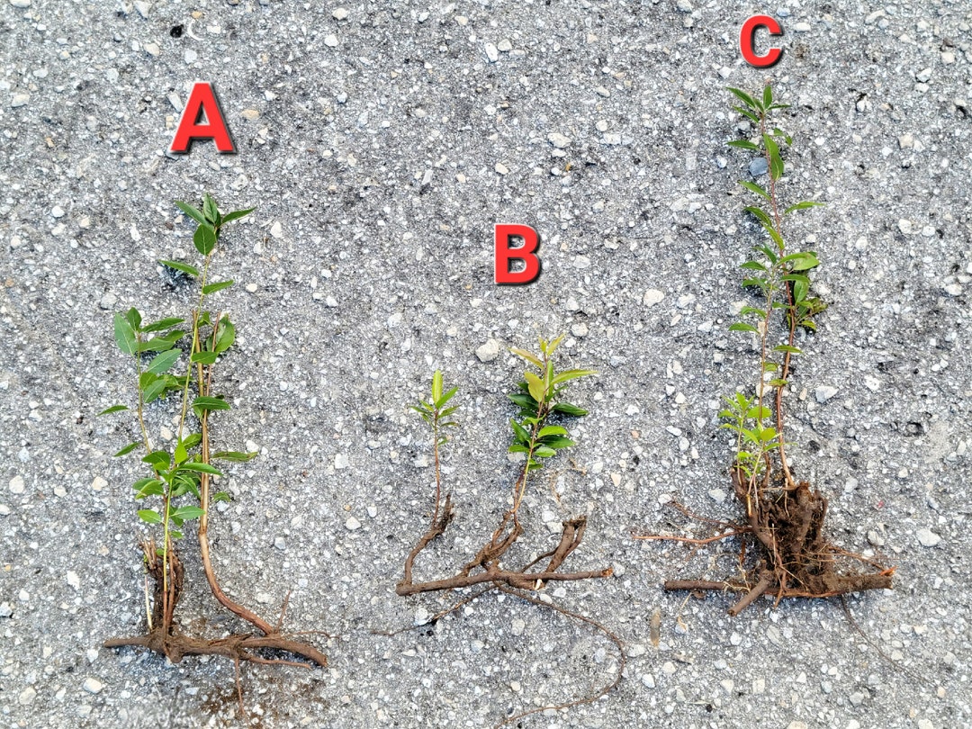 LIMITED Chickasaw Plum Live Plant Tree Sand Plum Free Shipping - Etsy