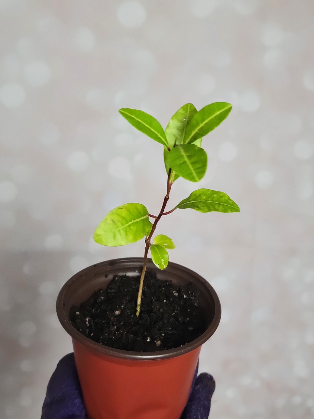 Passiflora Laurifolia Jamaican Lilikoi Water Lemonn Plant Passion ...