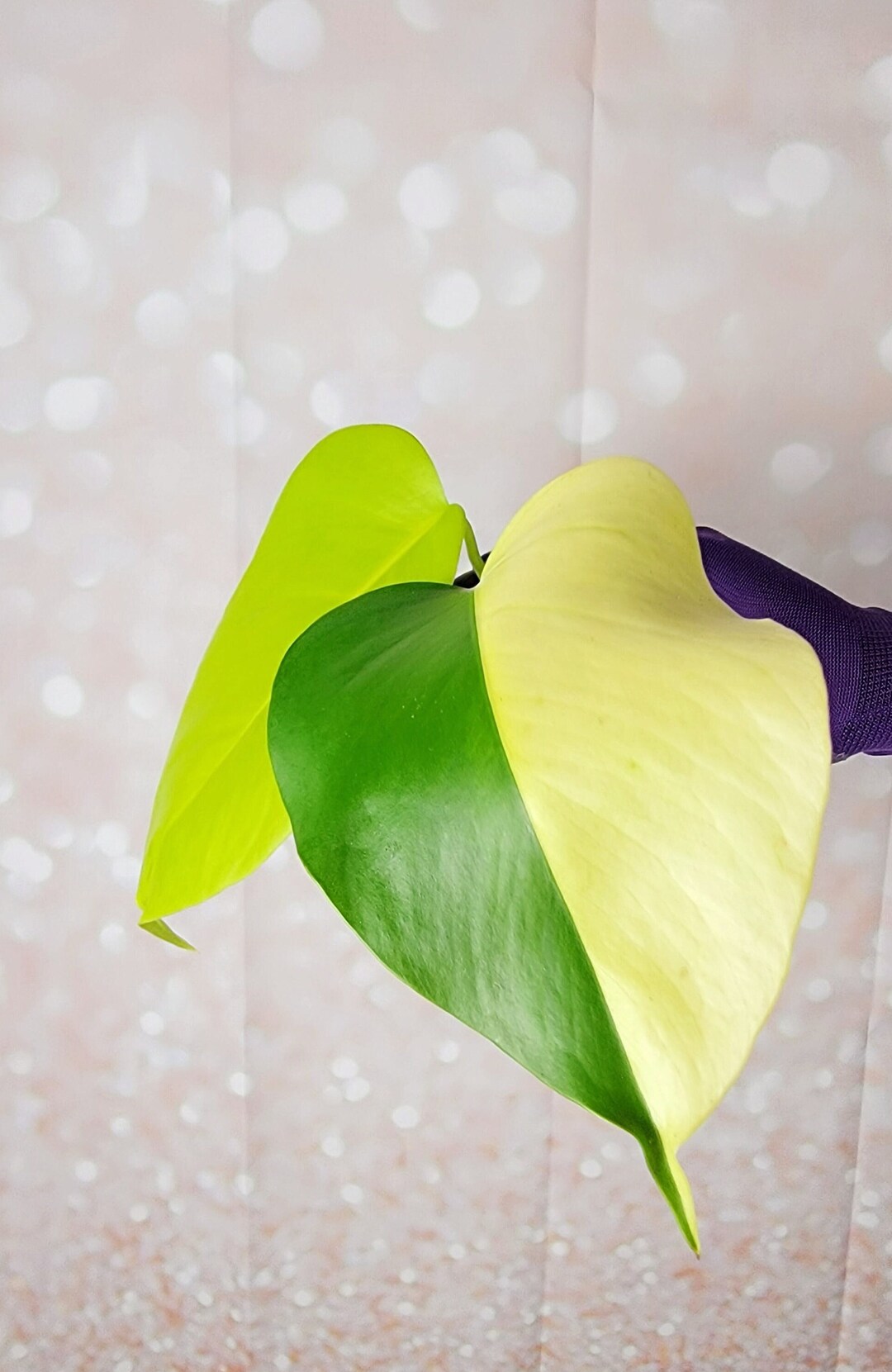 Monstera Variegated Aurea Half Moon REVERTED - Unrooted Plant Cutting ...