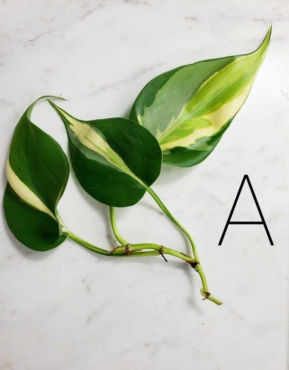 Philodendron Crema Splash Planta Cuttings sin Gastos de | Etsy