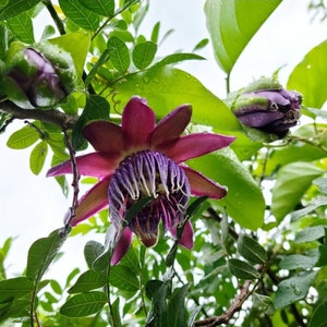 Passiflora Ruby Glow Passiflora / Phoenicea Passion Flower Plant ...