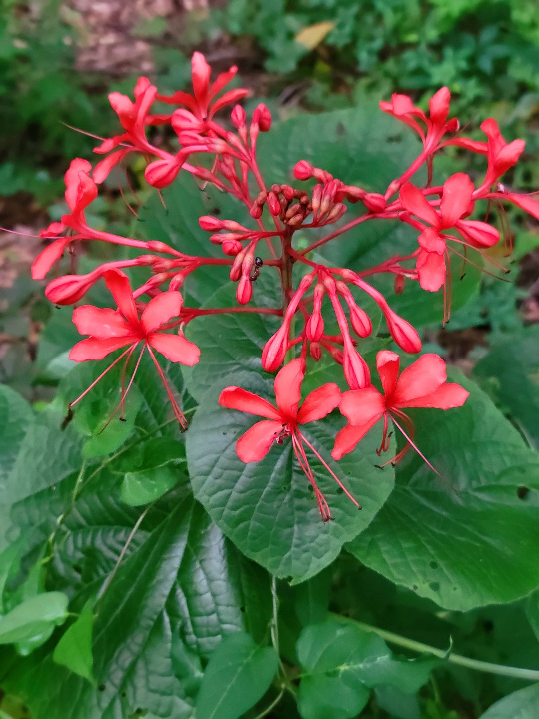 Java Glorybower Clerodendrum Speciosissimum Glory Bower Seeds or ...