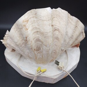 Sea Shell Ship Lighted Display - Etsy