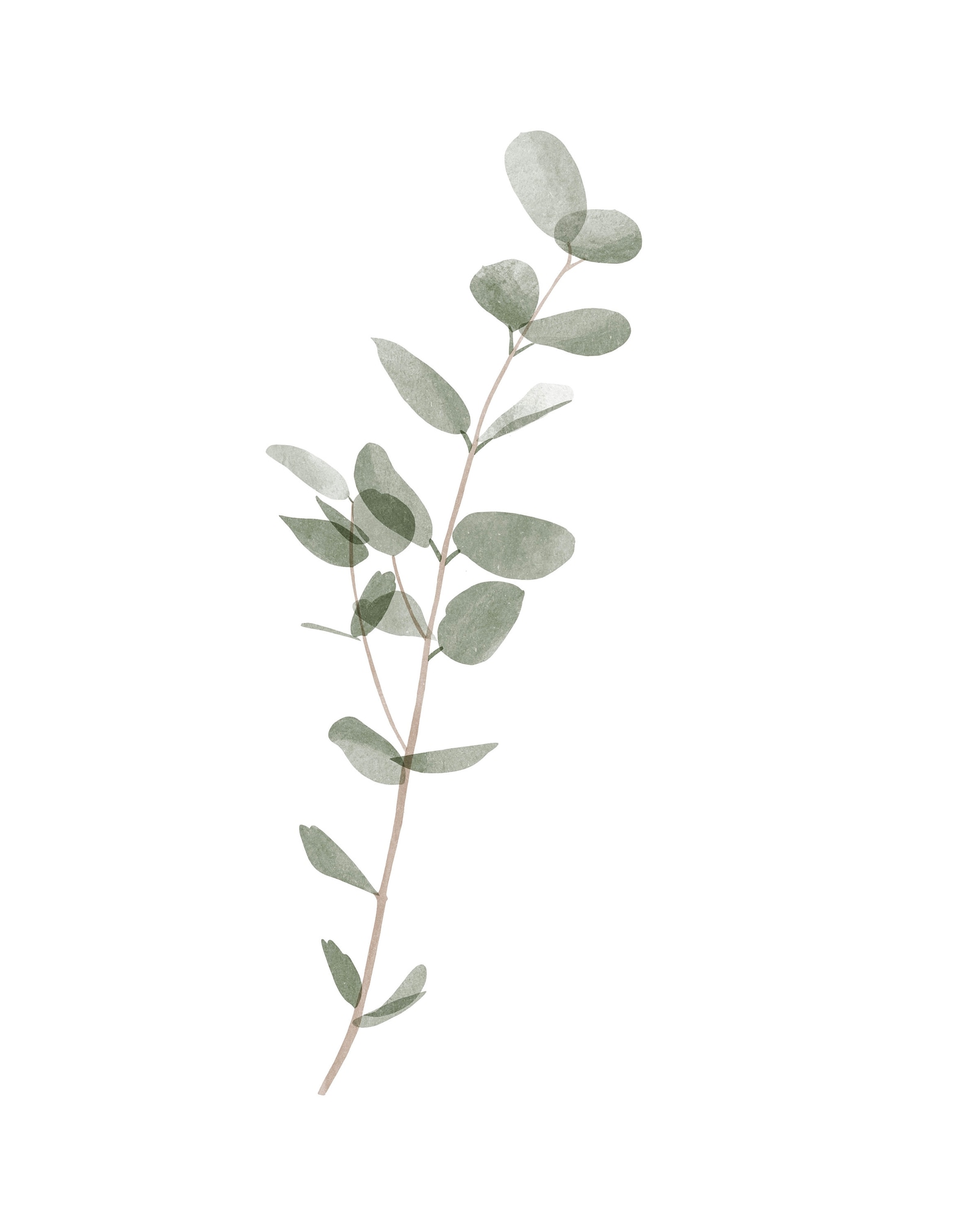 Eucalipto n. 2/ Botanico stampabile - Etsy Italia