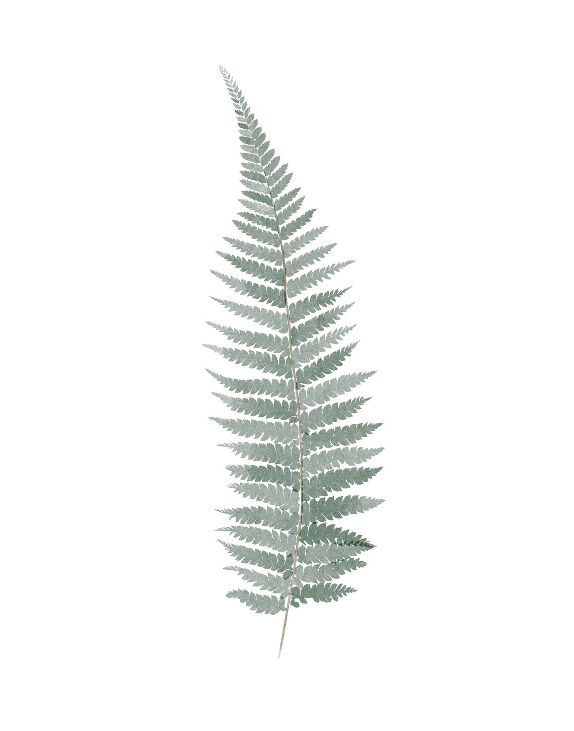 Fern/ Botanic Printable - Etsy