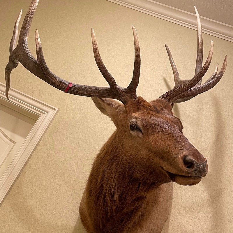 Elk Mount - Etsy