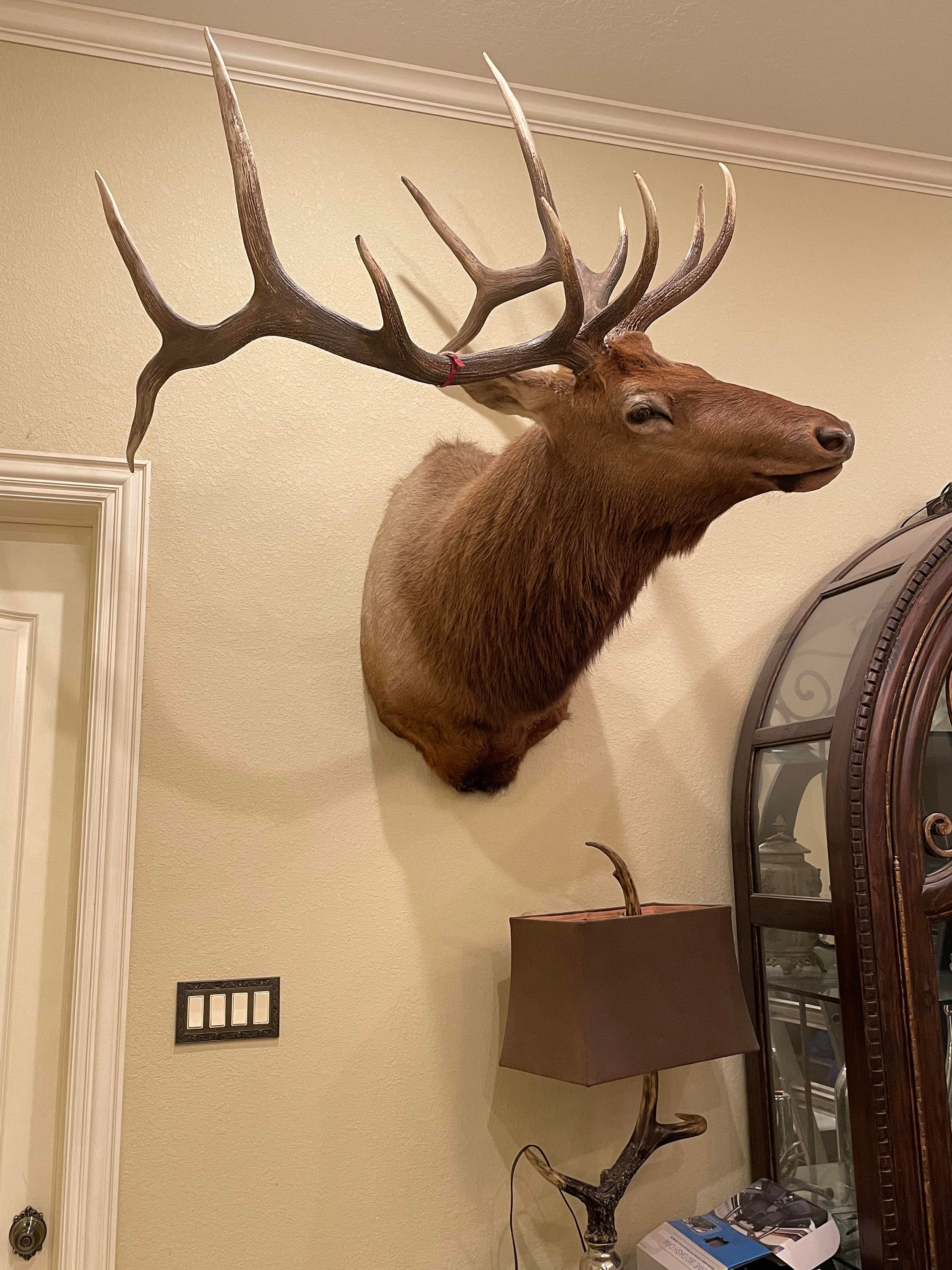Elk Shoulder Mount Taxidermy - Etsy