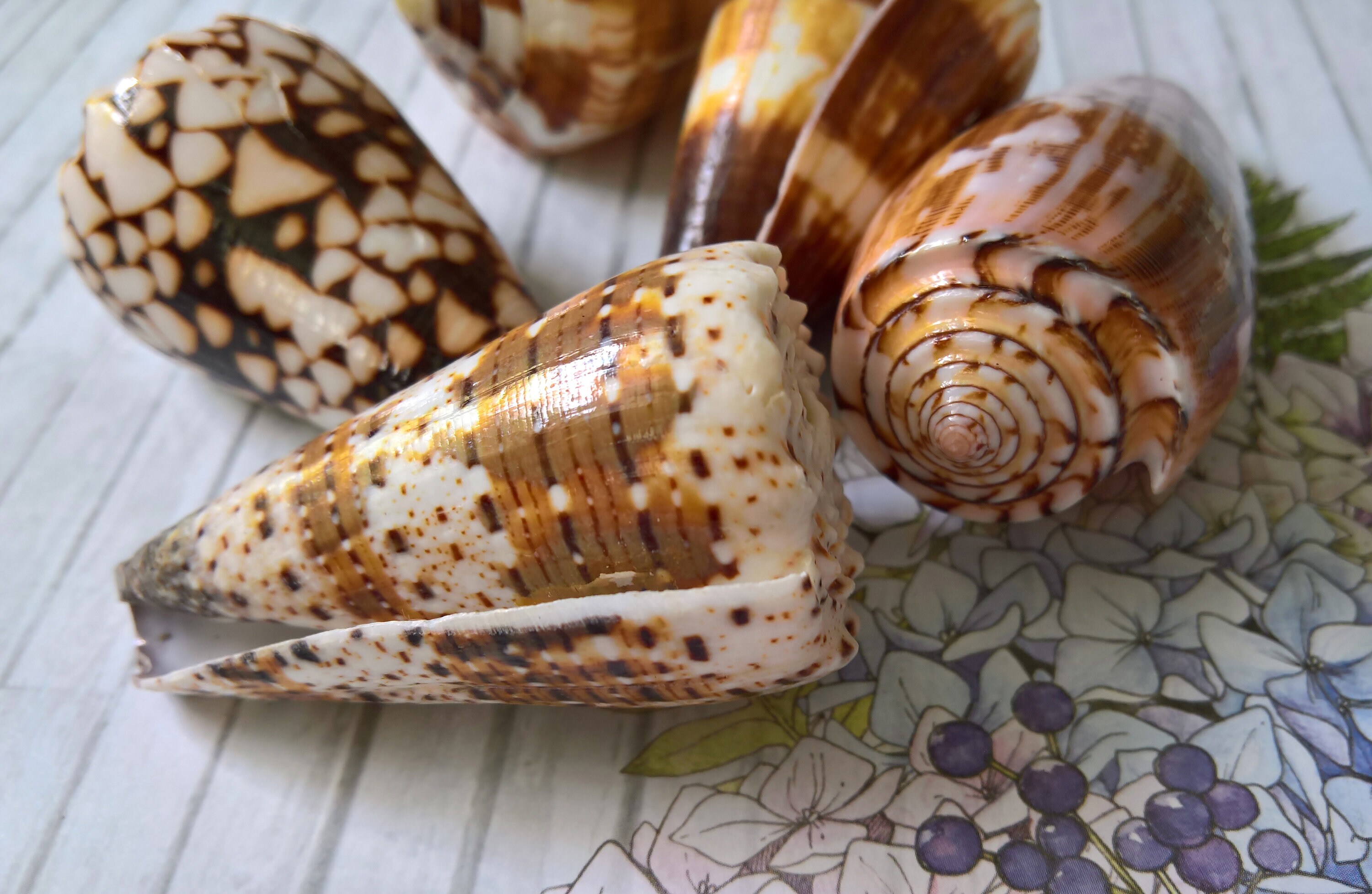 Natural seashell Polished Cones shell mix 2 pcs Craft | Etsy