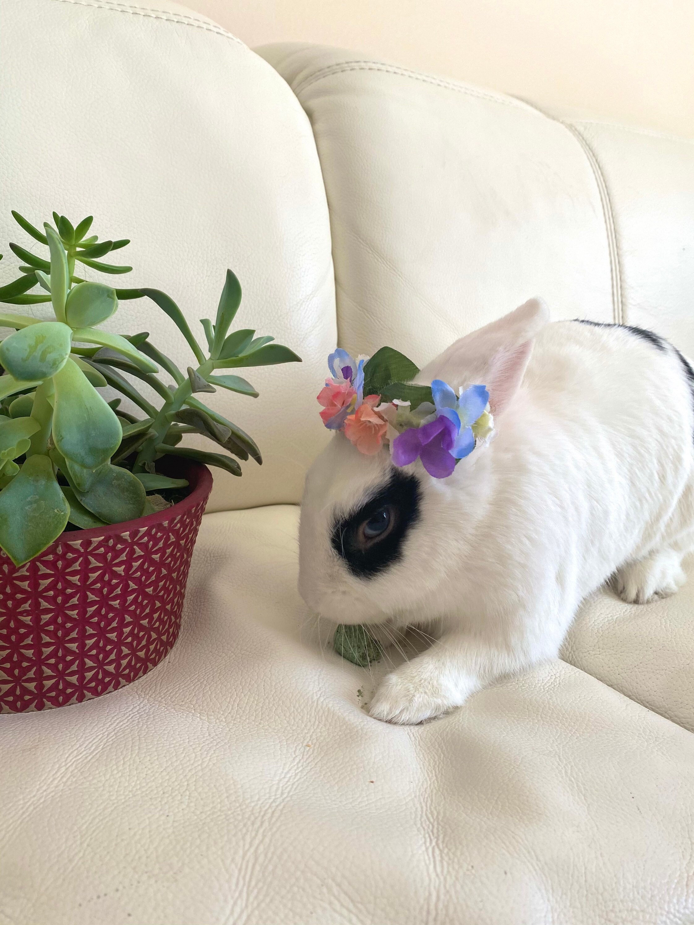 Bunny Flower Crown Flower Crown for Bunny Rabbits and Other | Etsy
