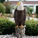 Bald Eagle Sculpture Realistic Plastic Eagle Bird Decor Garden ...
